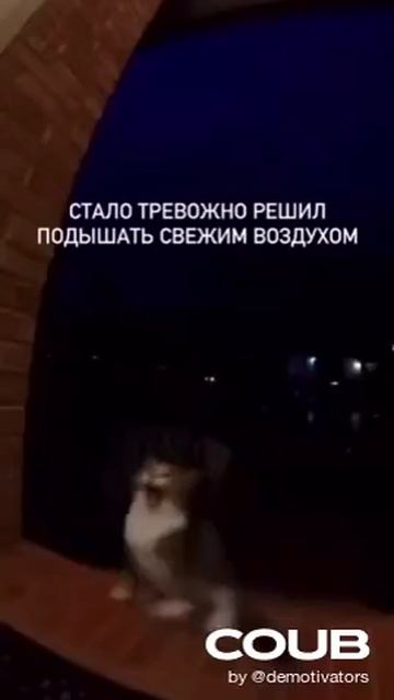 Кот и молния