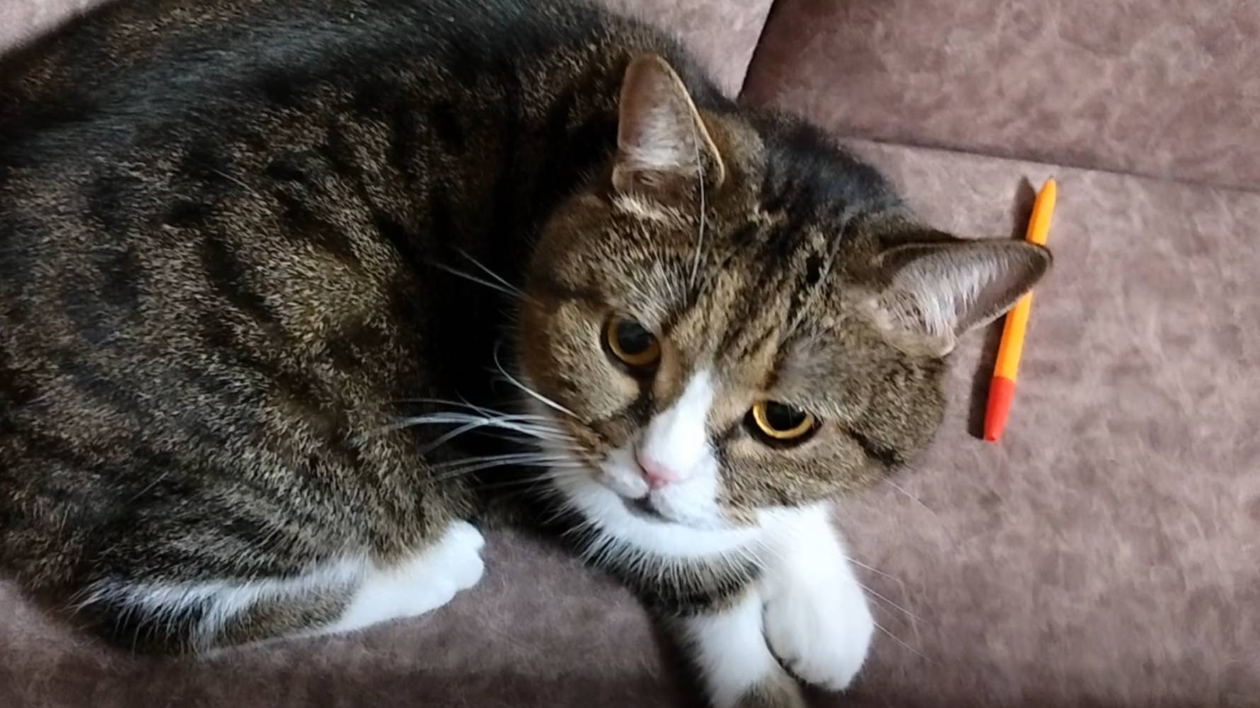 Кот. Играем с весёлым и ленивым котом