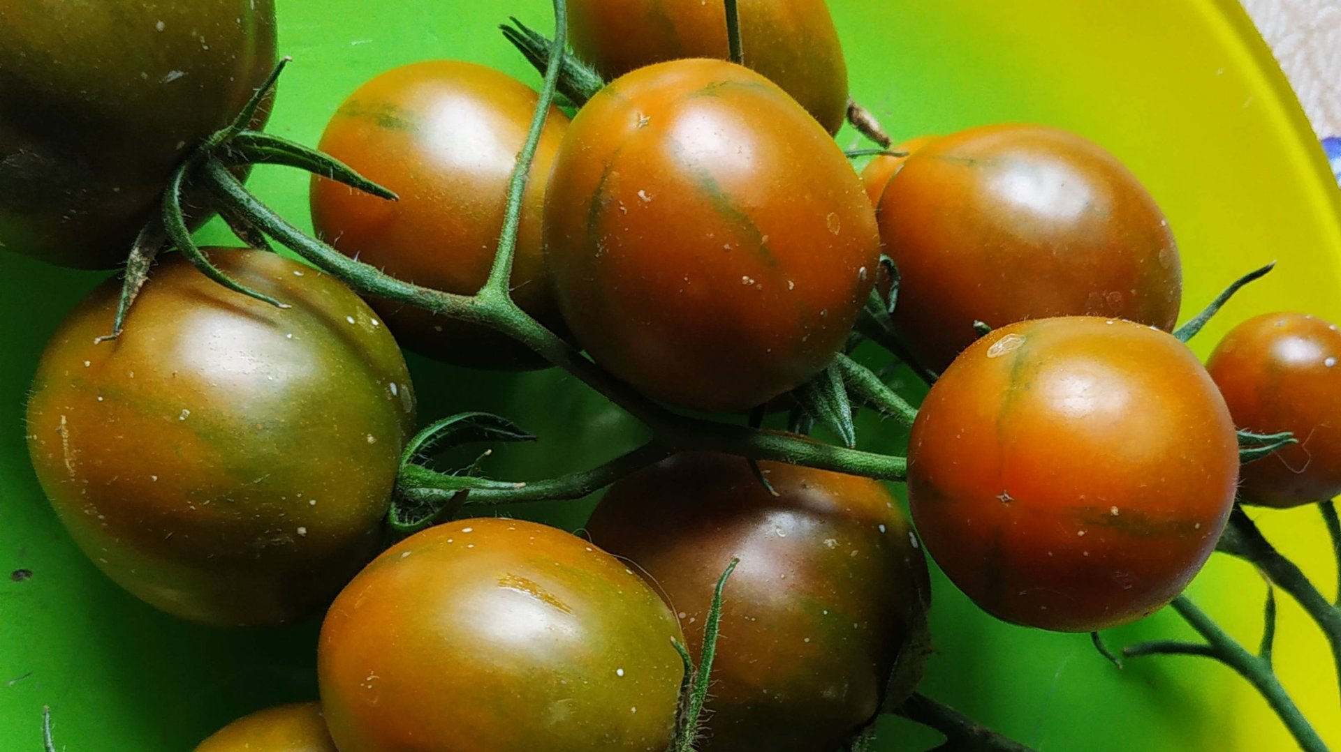 Полный восторг: запоминающийся вкус томата Злая маслина