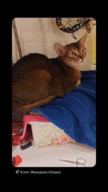 Зацените вайб! 🔥😸 Кошка "взлетает" на стиральной машинке. Невозмутимая #Джоли! #mylove #питомцы
#кот