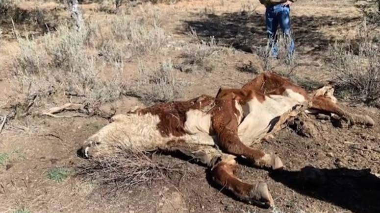 Таинственные увечья скота / пришельцы, инопланетяне / НЛО, летающие тарелки / уфология