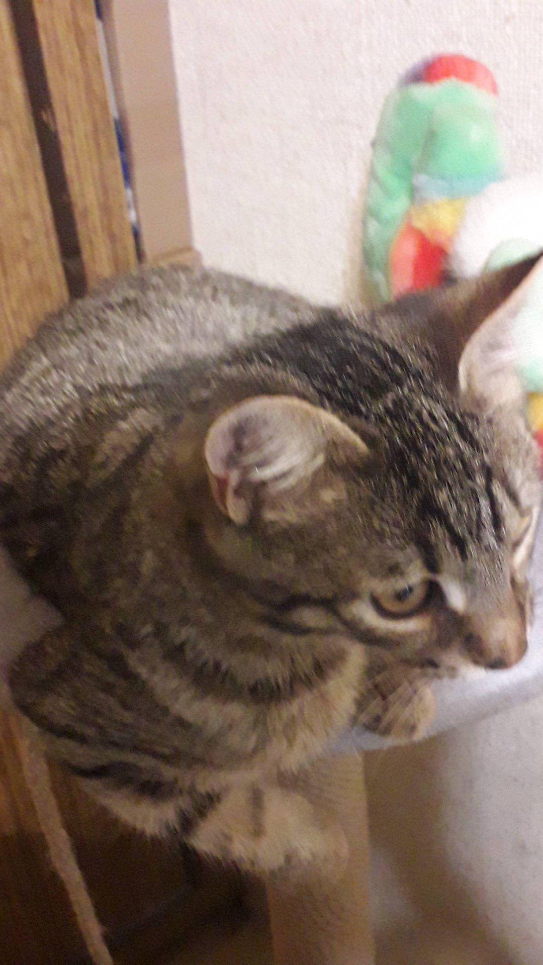 Барсюша, осенний дайджест!