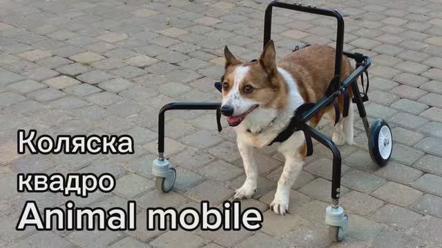 Коляска квадро для собак.