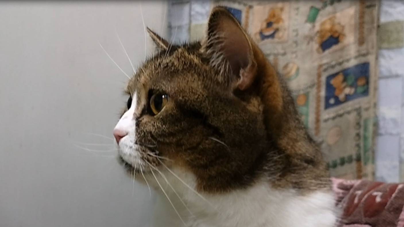 Киса просит кушать, но нельзя диета 😨