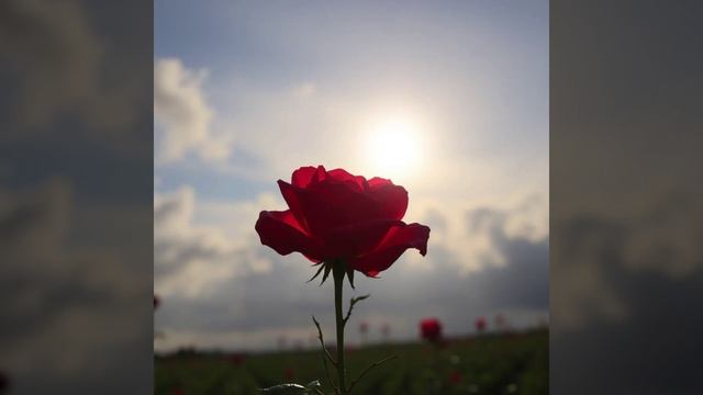 «Ландыш,ландыш белоснежный... » - Марина Цветаева.