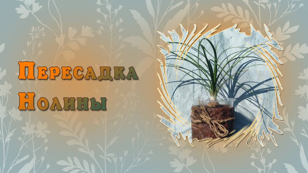 Пересадка нолины