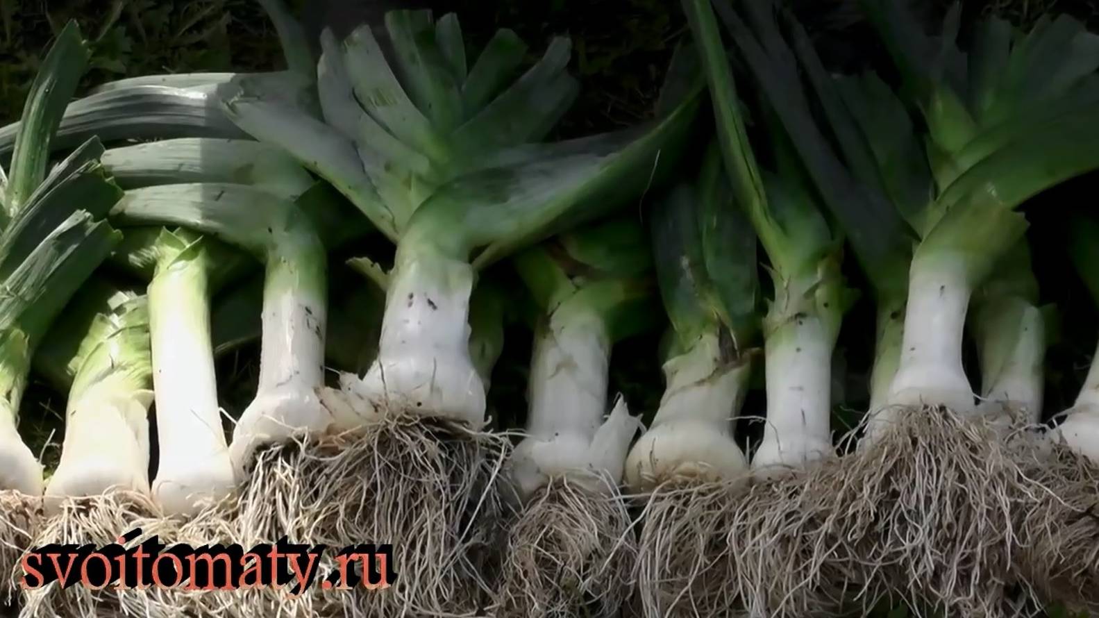 Выращивание Лука-порея в грядке с садовой земляникой