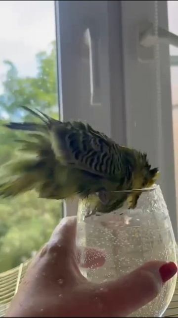 попугай купается