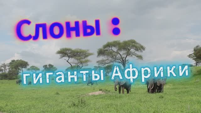 Слоны : Африканские гиганты