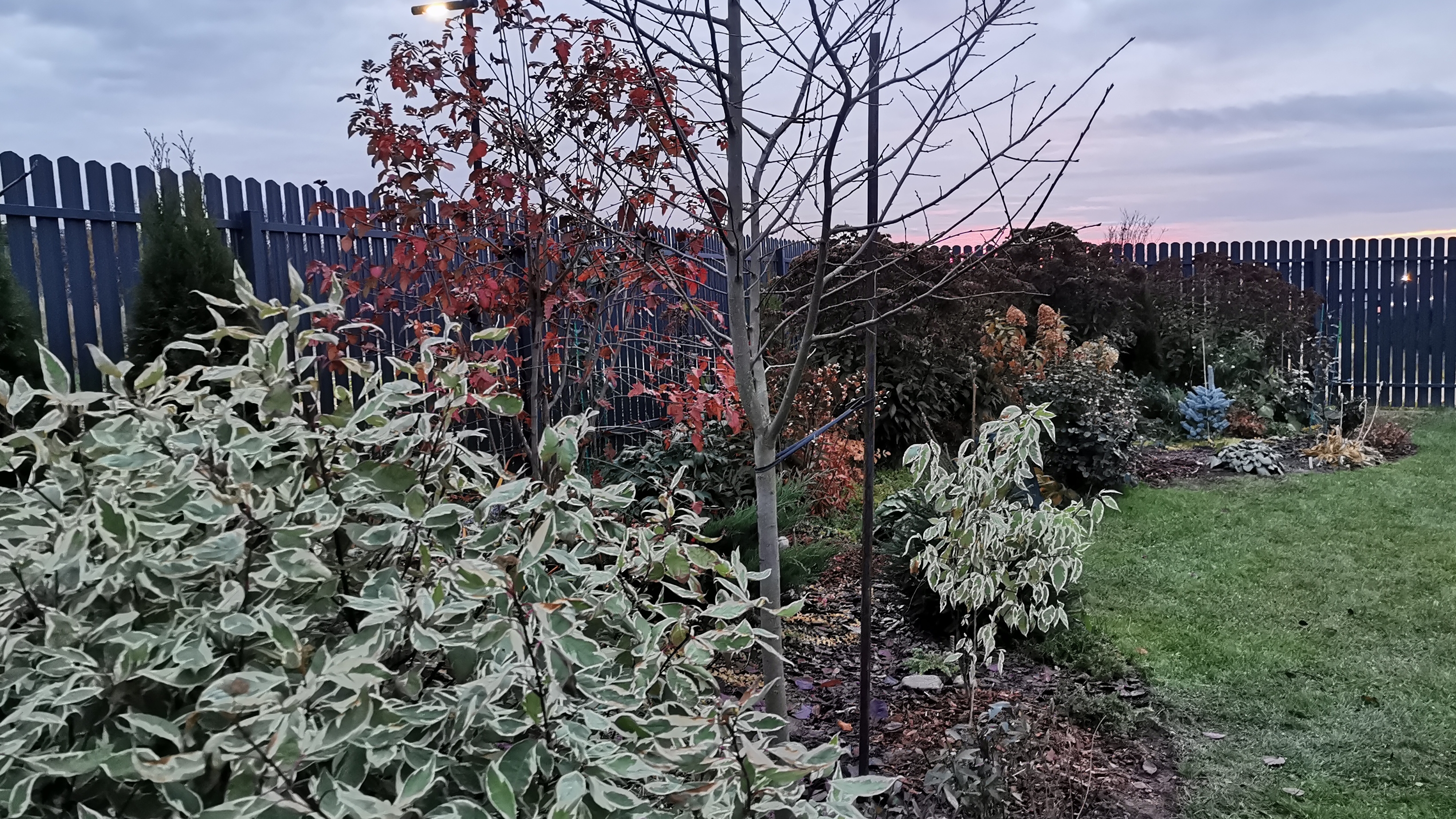 Осенняя пересадка трехлетних гортензий. 20.10.2025 восток Ленинградской обл