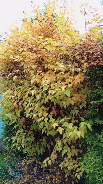 Живая изгородь. Ландшафтный дизайн.  21 октября 2025г.