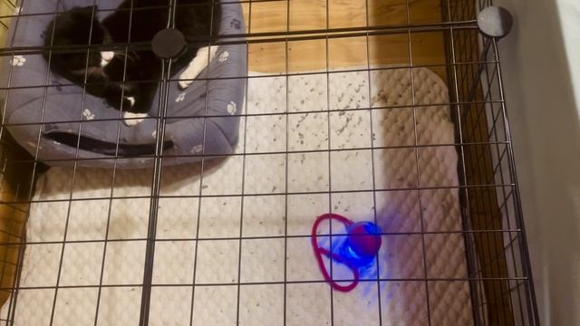 Знакомство с новой игрушкой | дикий котёнок Инжир