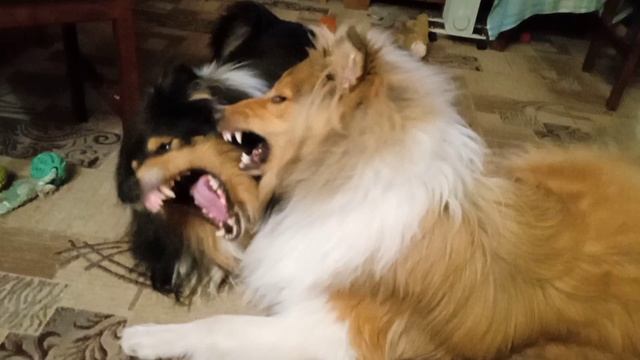 Макс и Вик, октябрь 25-2