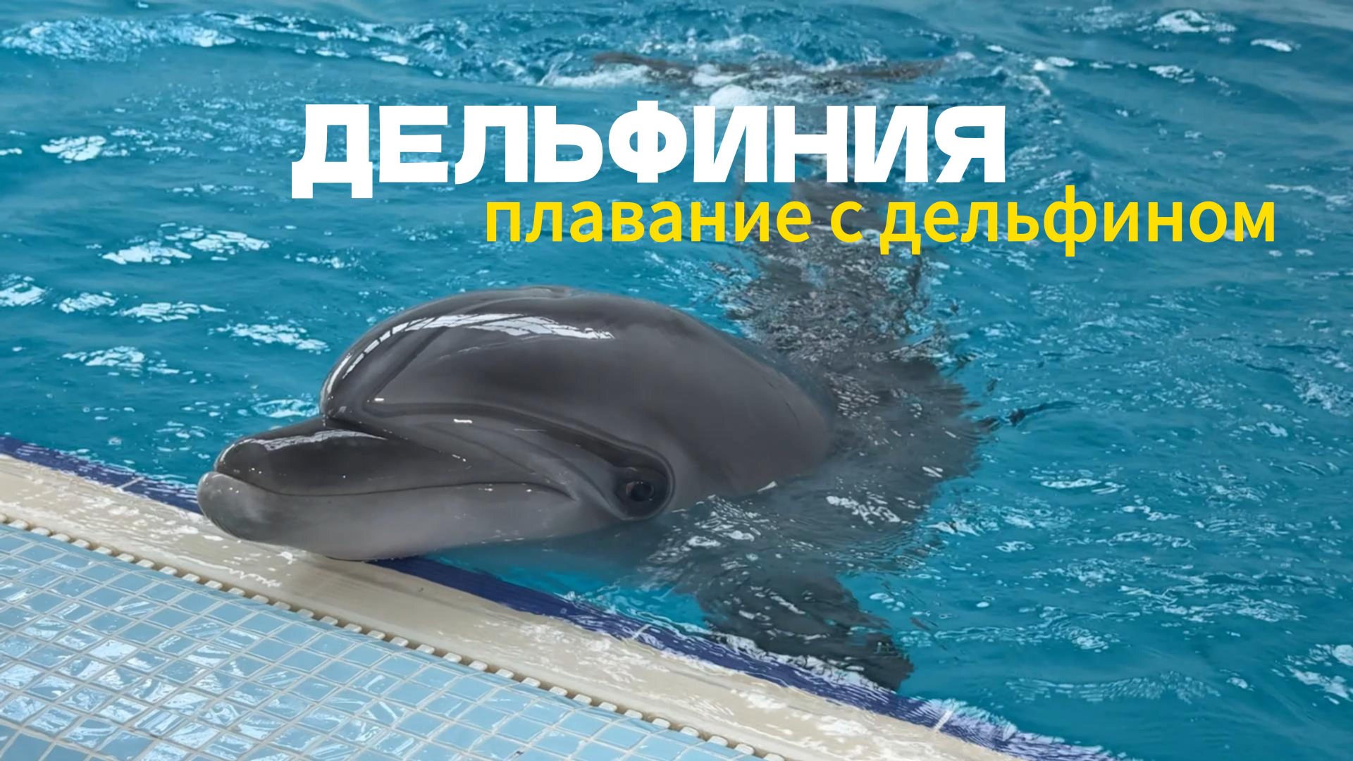🌊 Плавание с дельфином — это просто космос!✨ Дельфиния Новосибирск