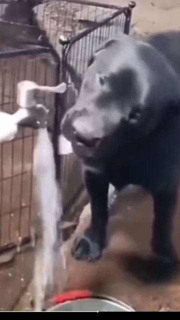 Великолепные псы 2025.