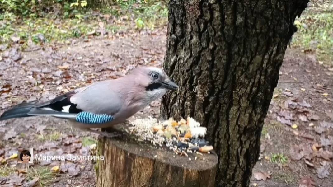 Экотерапия 47 серия.