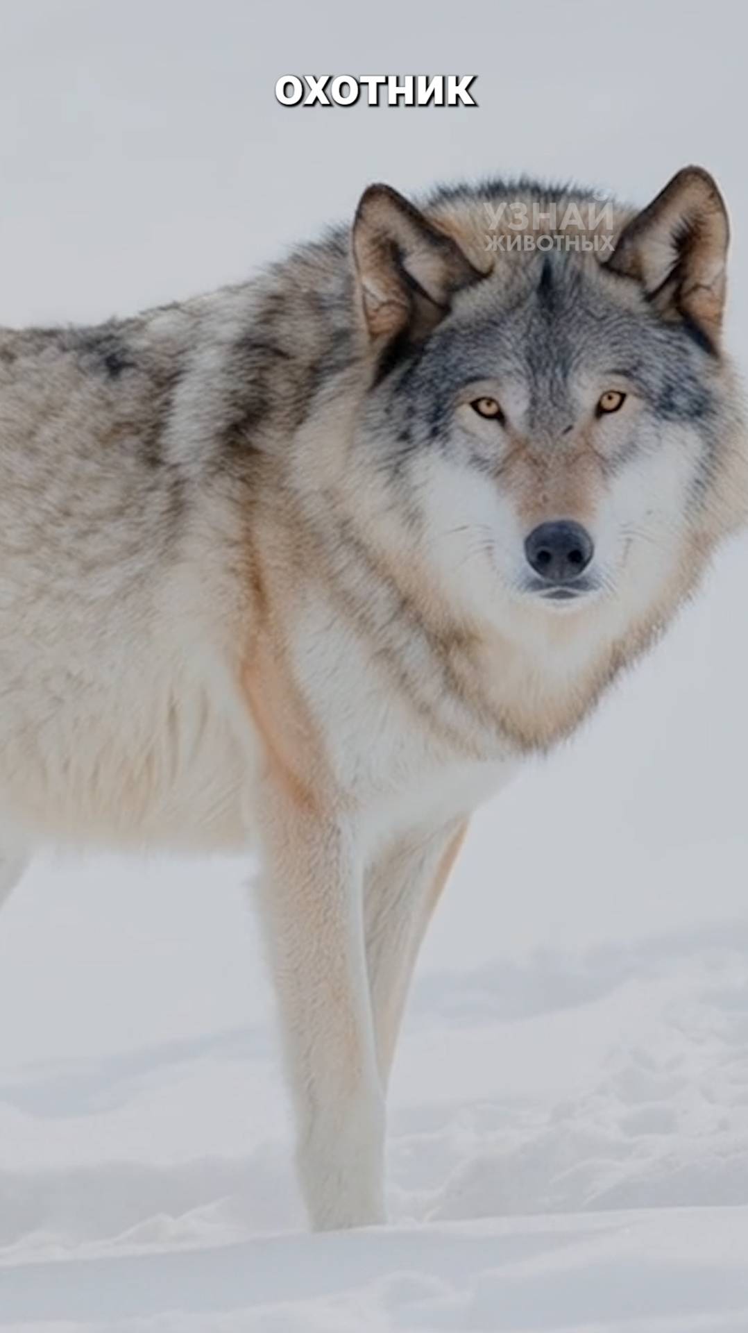 Серый и Полярный Волк: Кто Сильней?