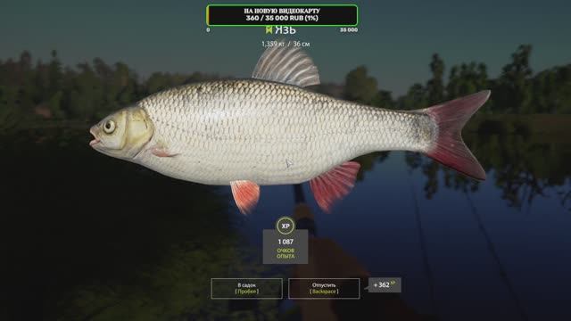 РР4 Комариное. Язь.