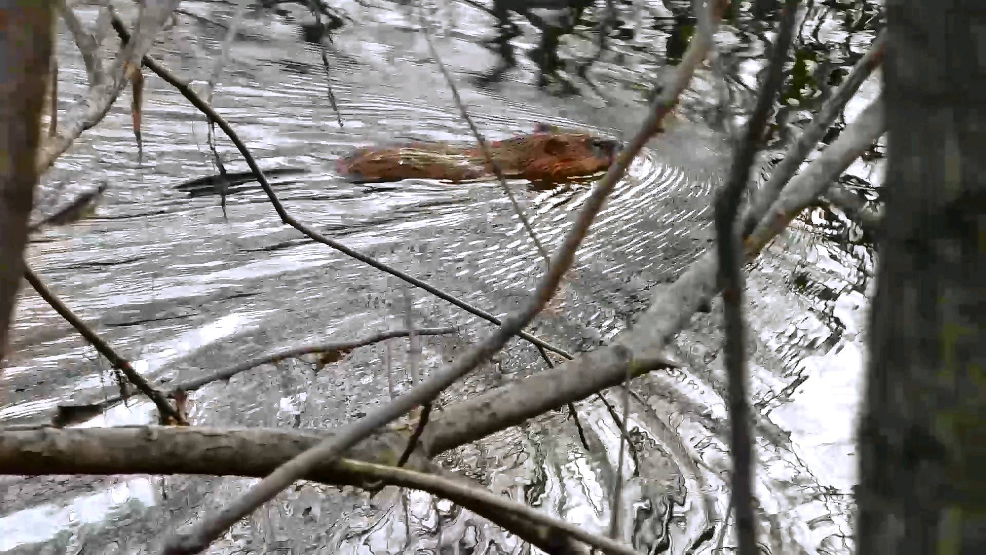 По дамбе с лопатой