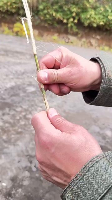 Бамбучник это не Бамбук