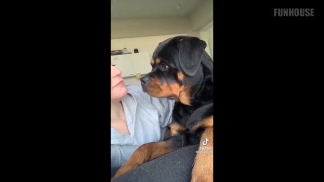 #Animals #Животные #Shorts #Funhouse off #Фанхаус офф