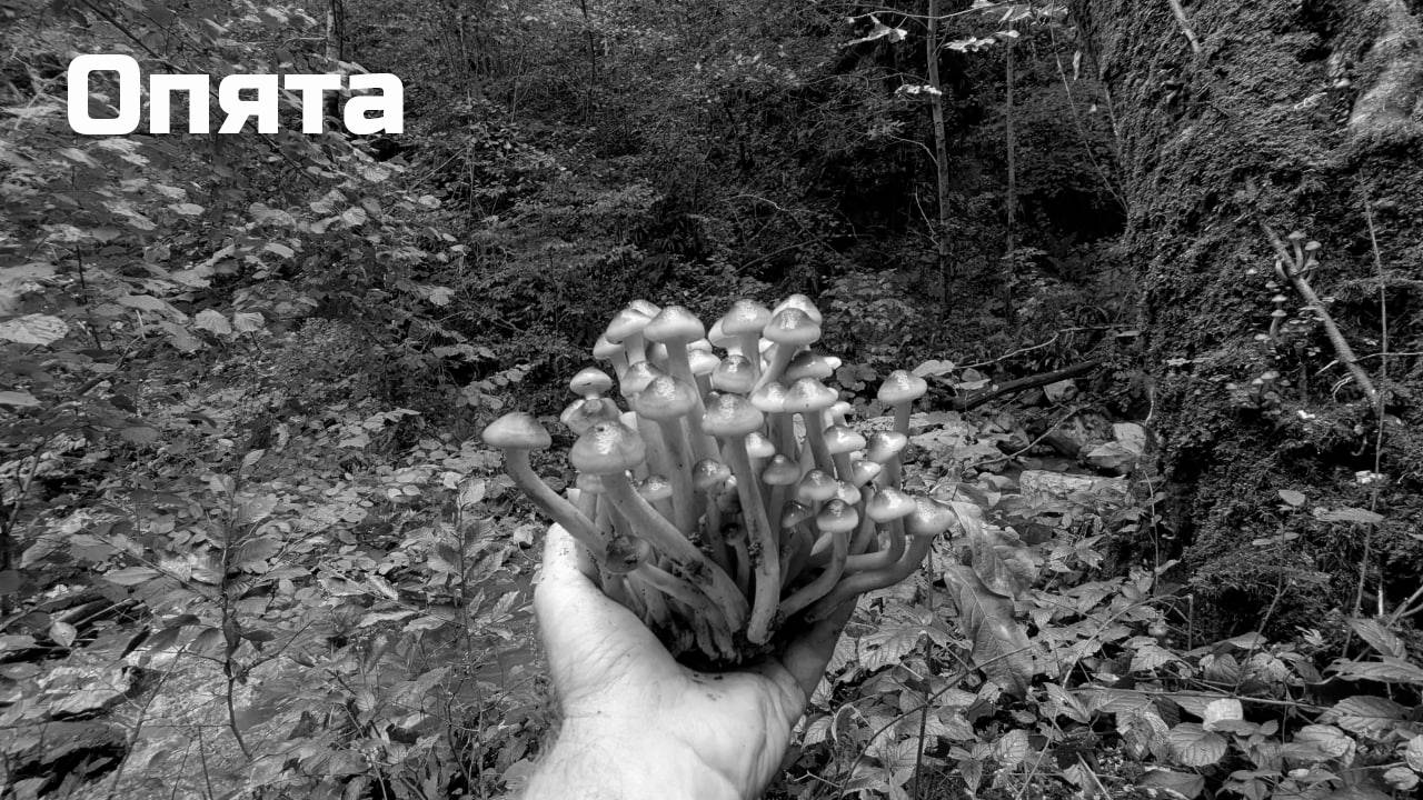 Опята