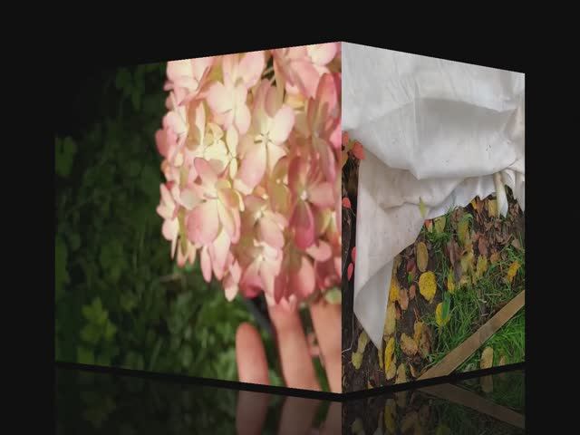 Осенняя обрезка карликовых метельчатых гортензий. Литтл Рози, Петит Флори, Полистар, Граундбрейкер