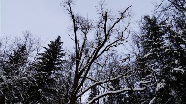 Снег, лыжи, зима