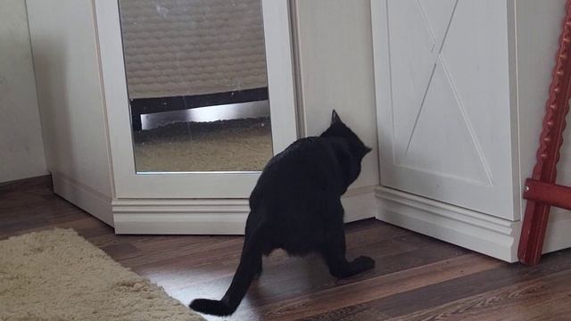 Взломщик. The safe-cracker cat