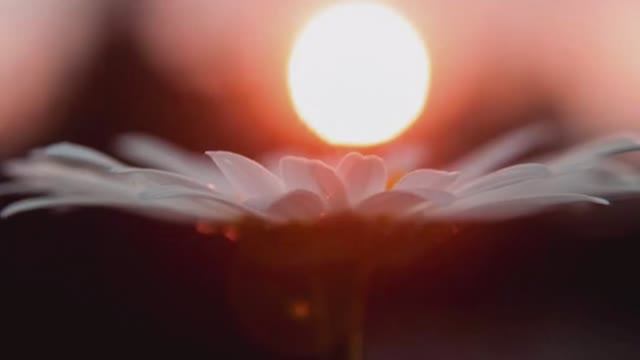 Мелодия ЛЕТА | Ремикс музыка Ивана Купала - Перепёлка | ЛЕТО цветущее ягодное | #деньРомашки 24 Июня