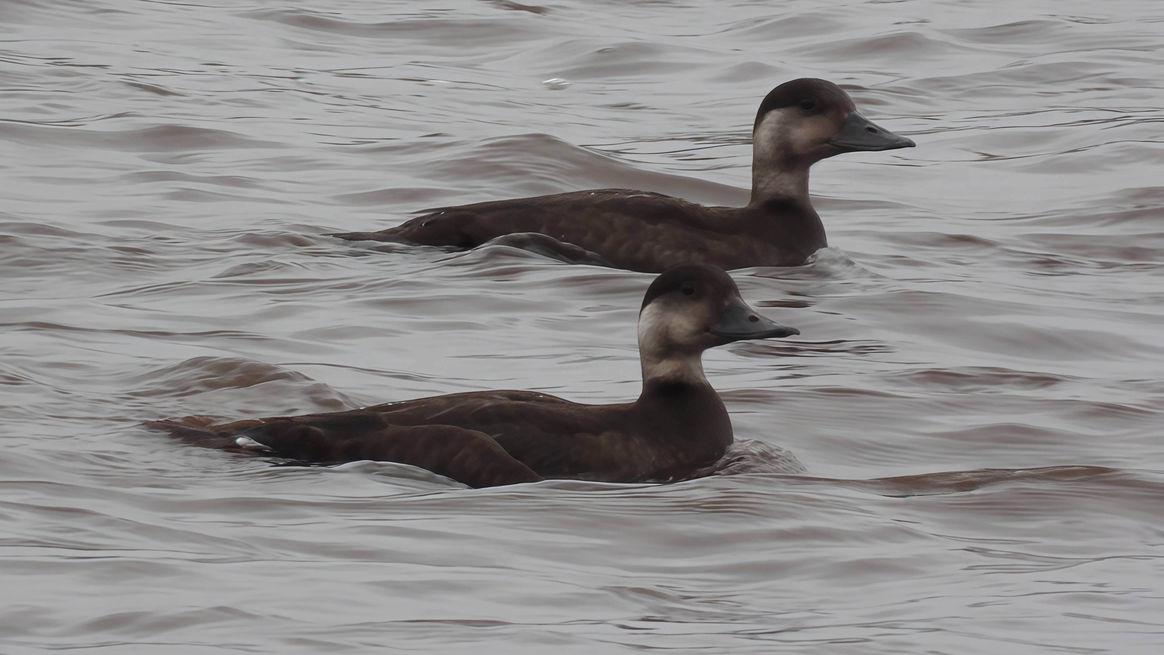 Синьга, северные утки, наблюдение птиц в Великом Новгороде, 22 октября 2025
