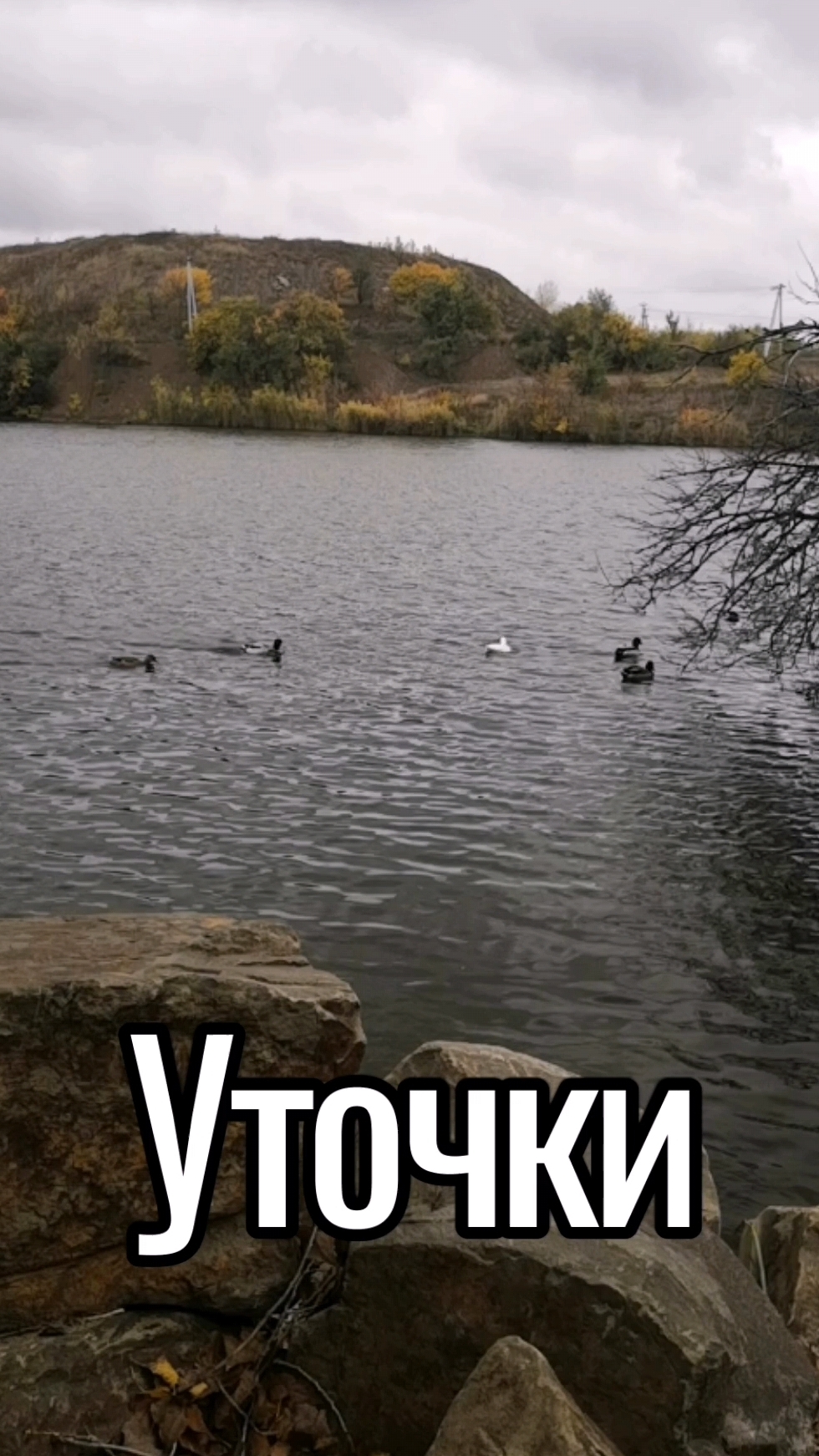 Уточки в парке Малинки