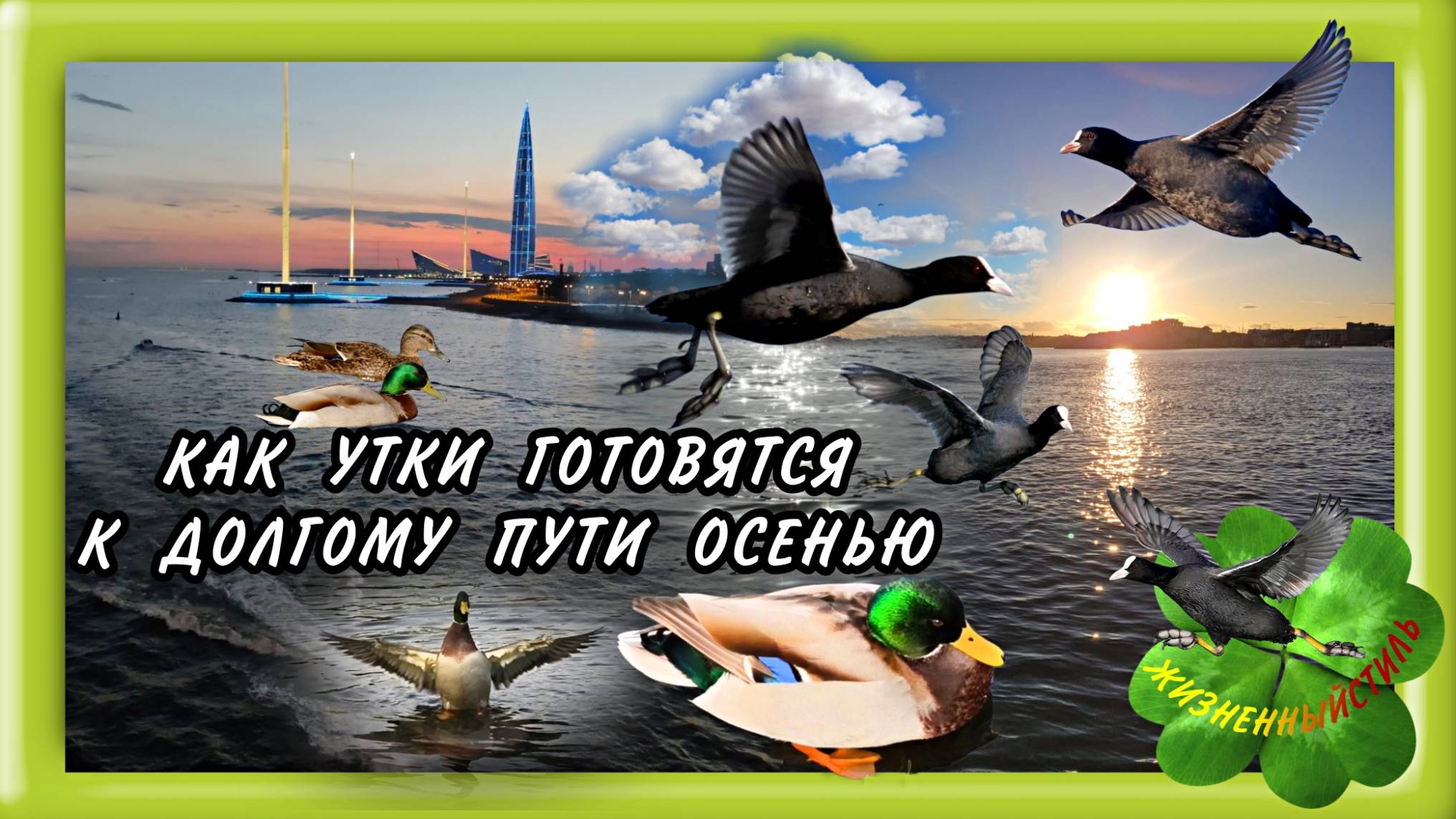 (1)КАК УТКИ ГОТОВЯТСЯ К ДОЛГОМУ ПУТИ ОСЕНЬЮ кряква, лысуха