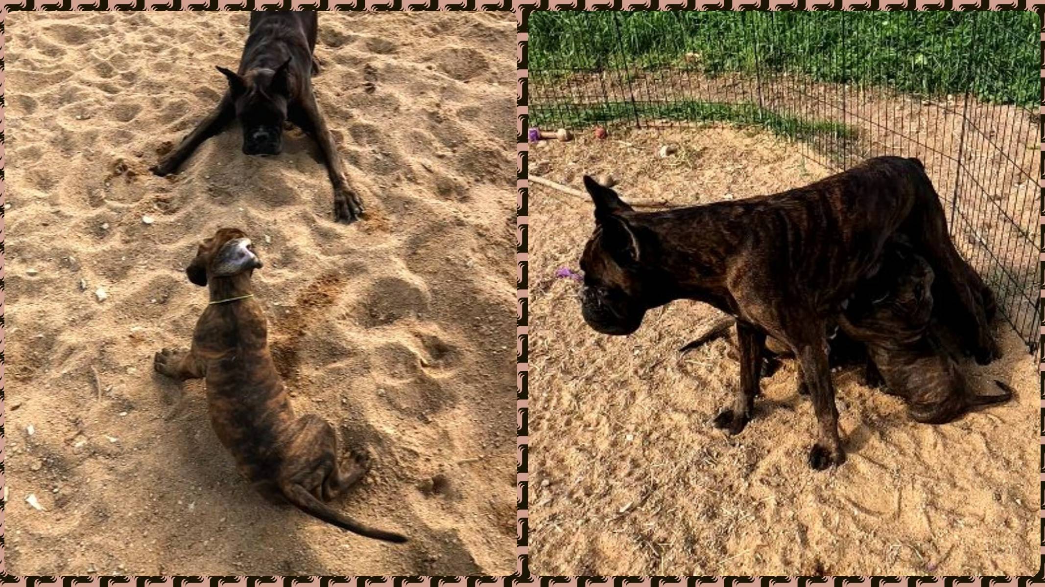 Насыщенные щенячьи будни. Вакцинация, клеймение, стрижка когтей, новые игрушки и всё надо успеть!