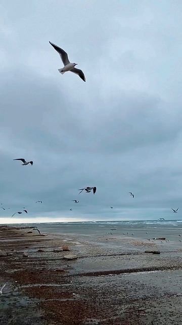 Кормить чаек у Каспийского моря🥹