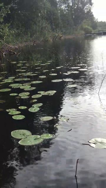 Ленинградская область. Хвойное. 08.07.2024. Река Вуокса ранним утром