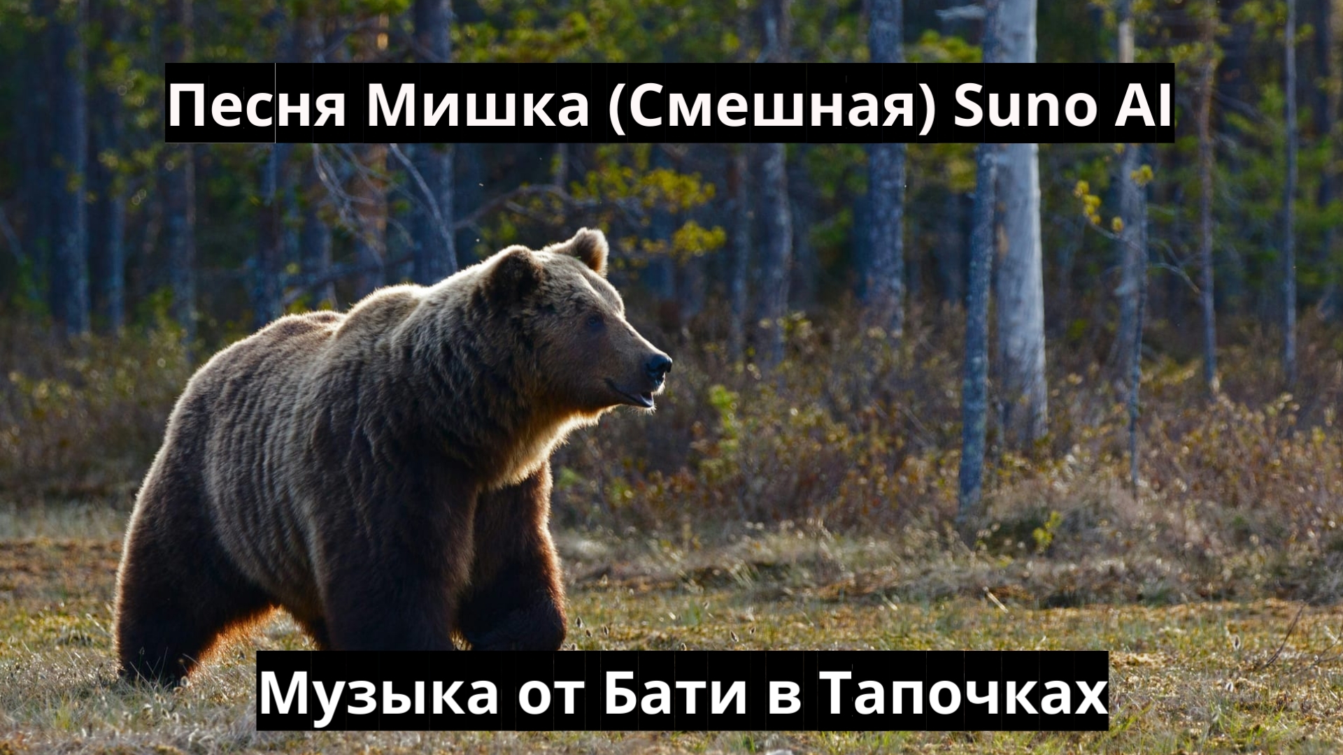 Песня Мишка (Смешная, юмор, про косолапого) SUNO AI