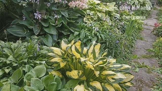 2025 (1). Много хост - Путешествие от хосты к хосте, 1 часть. С таймкодами в описании видео