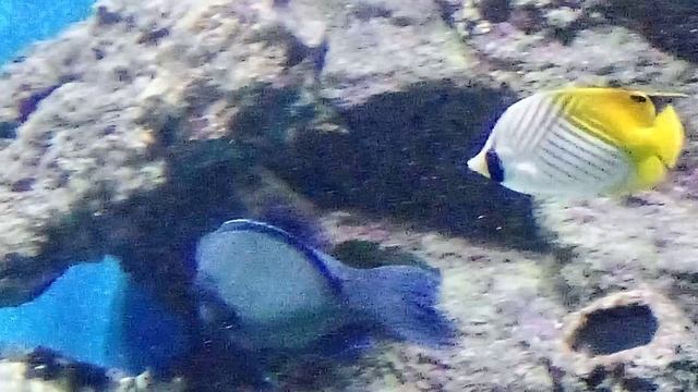 Москвариум. Шишколобая рыба попугай.