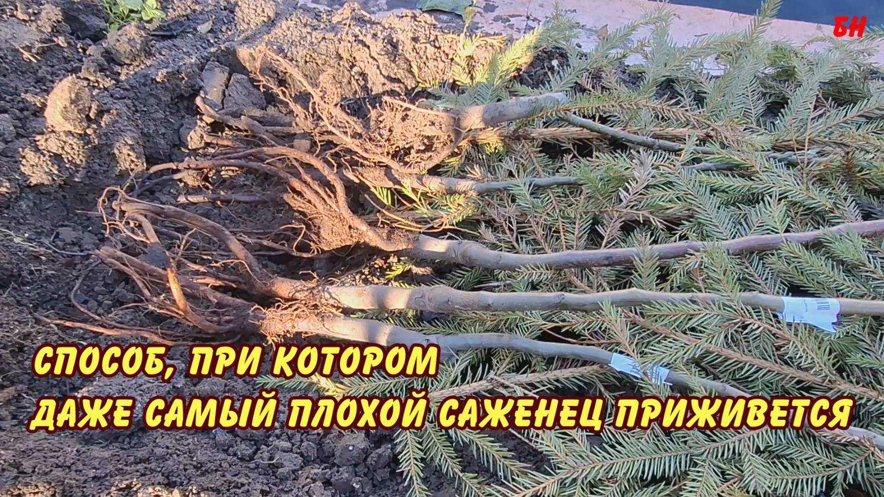 способ при котором даже самый плохой саженец приживется
