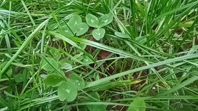 Расслабление. Растения.