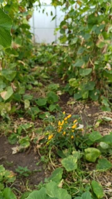 Утро в деревне