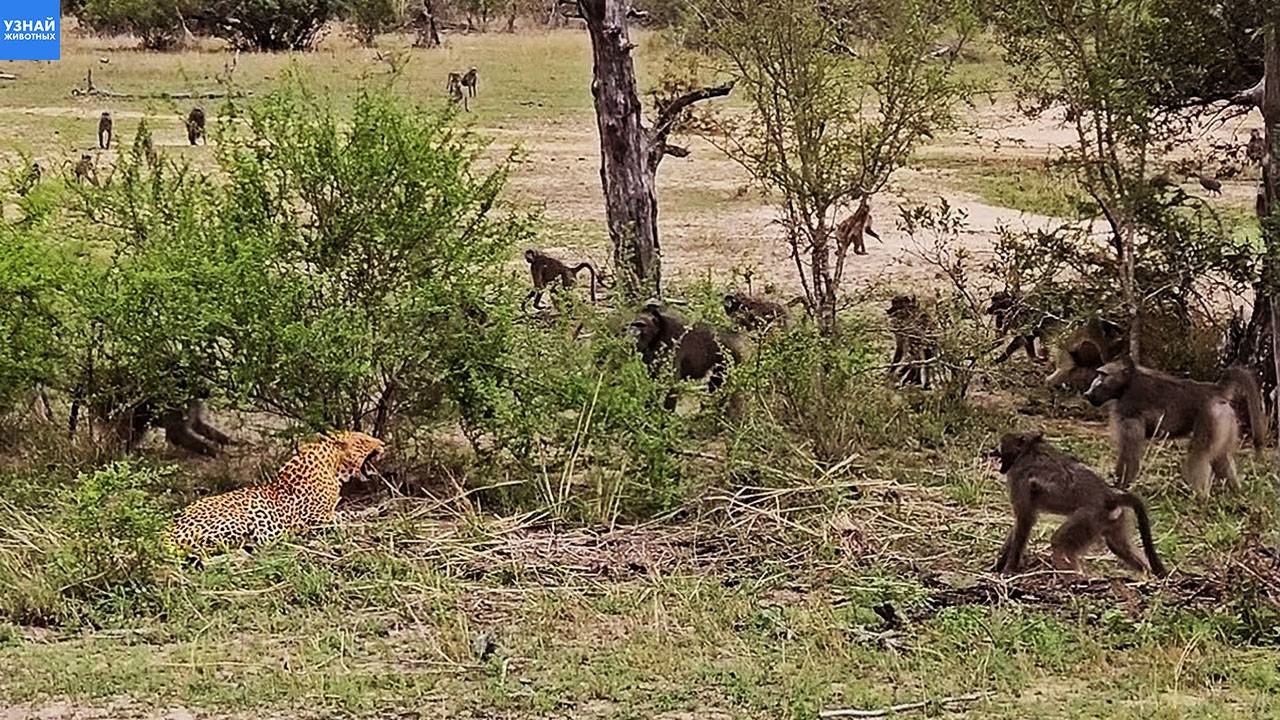 Стадо бабуинов показало свою силу леопарду