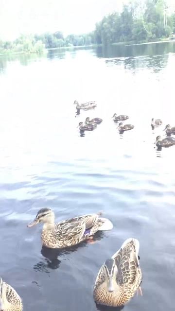 Ленобласть. Хвойное. 08.07.2024. Часть 41. Утята_ Немножко поссоримся и подеремся