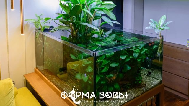 «Джуманджи» Открытый аквариум с живыми растениями. 900 литров. Музыка: Atch – Escape