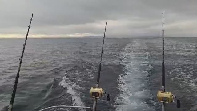 Закрываем сезон  рыбалки на тунца, Итуруп