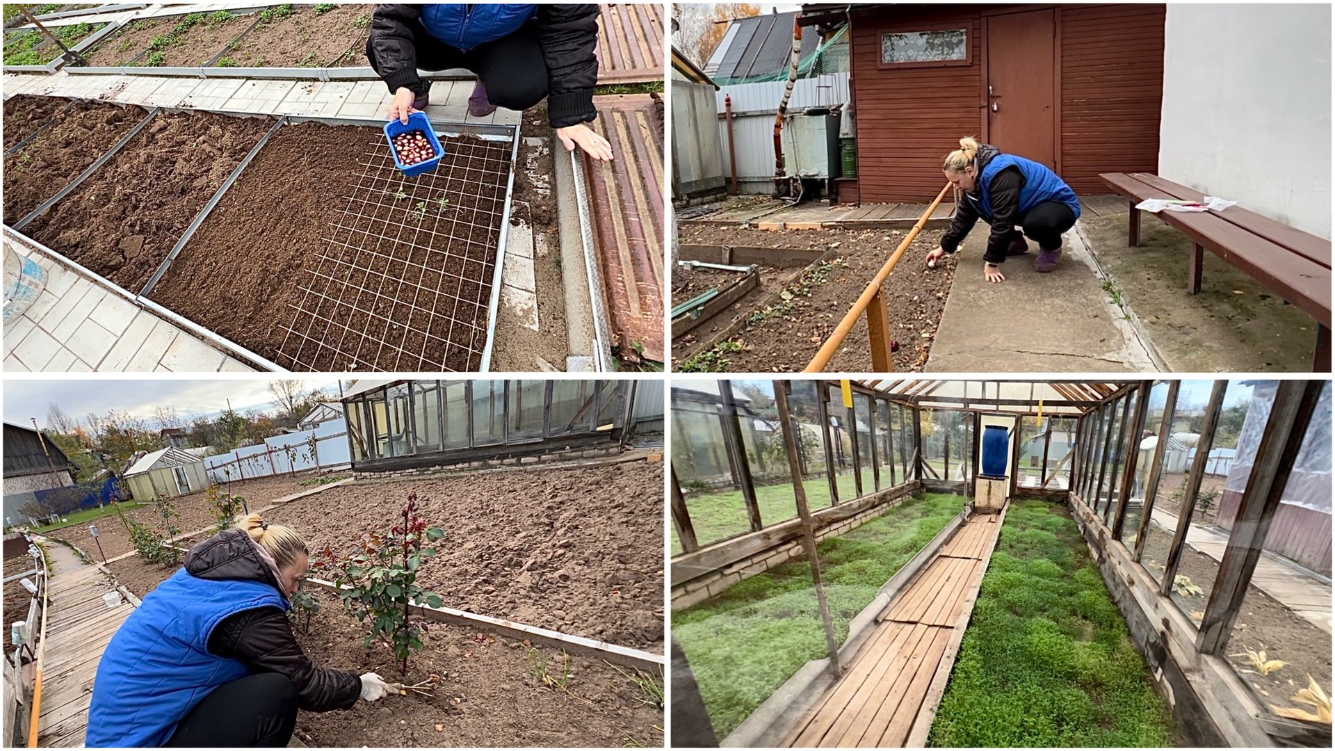 11 октября. Посадка озимого лука. Окучиваю розы. В городе нет бензина