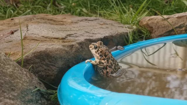 Жаба, она же лягушка в тазике