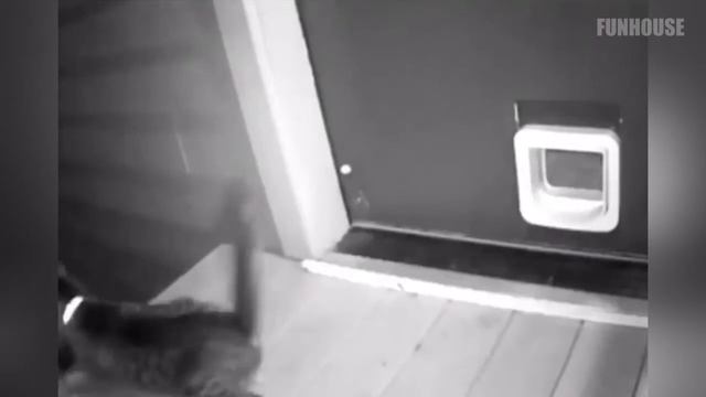 Fun #107 animals cats, dogs | Funhouse off , fails | Животные, коты, собаки, смешное видео