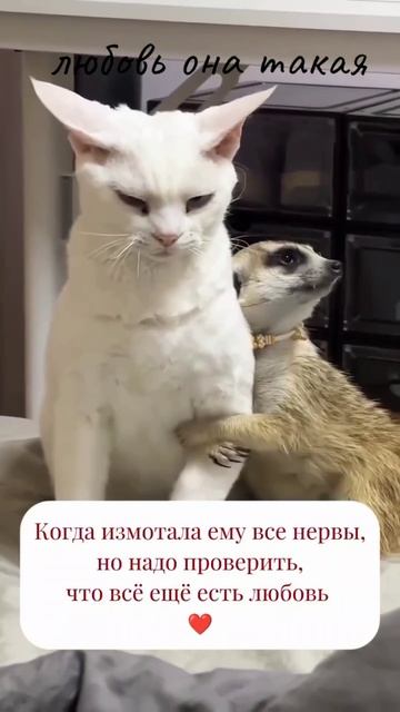 Про любовь... и терпение!
